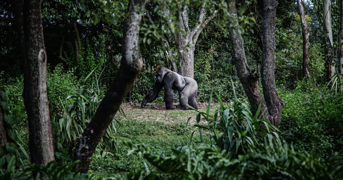 Avila Reizen | Gabon gorilla trekking